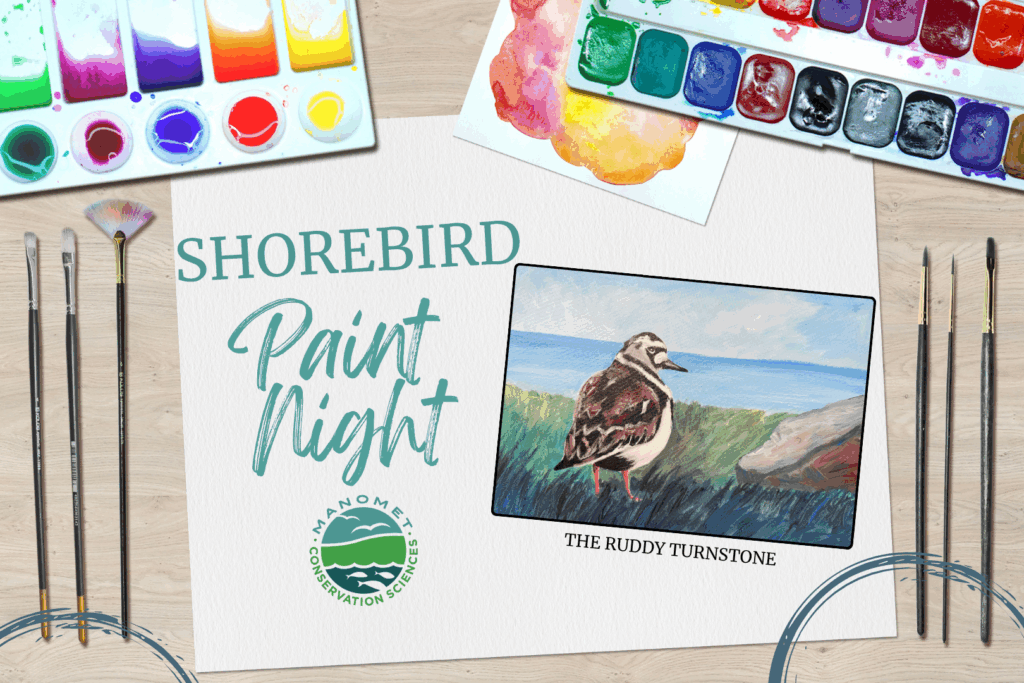 Shorebird Paint Night: The Ruddy Turnstone - Manomet Conservation Sciences