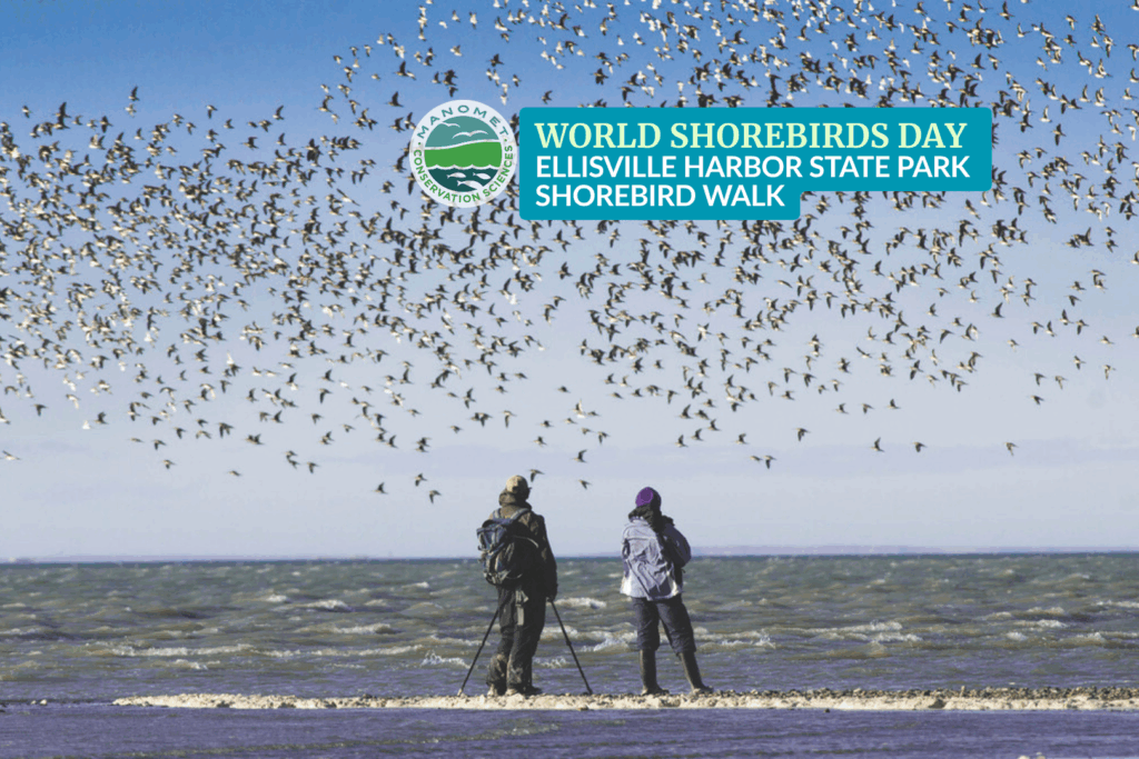 World Shorebirds Day Bird Walk - Manomet Conservation Sciences