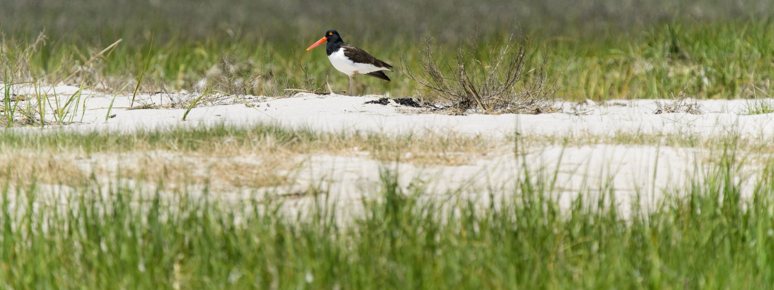 Coastal Zone Initiative - Manomet Conservation Sciences
