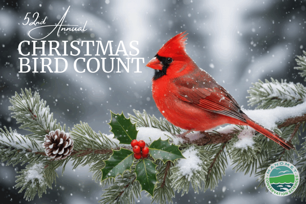 52nd Annual Christmas Bird Count - Manomet Conservation Sciences