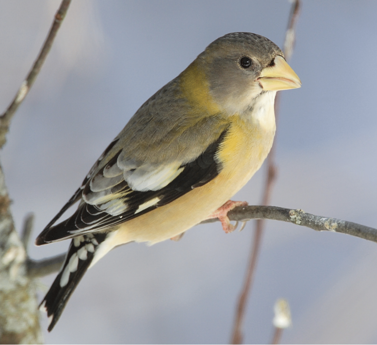Rare Birds of 2025: Manomet’s Top 10 Sightings - Manomet Conservation ...