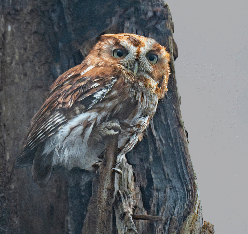 Rare Birds of 2025: Manomet’s Top 10 Sightings - Manomet Conservation ...