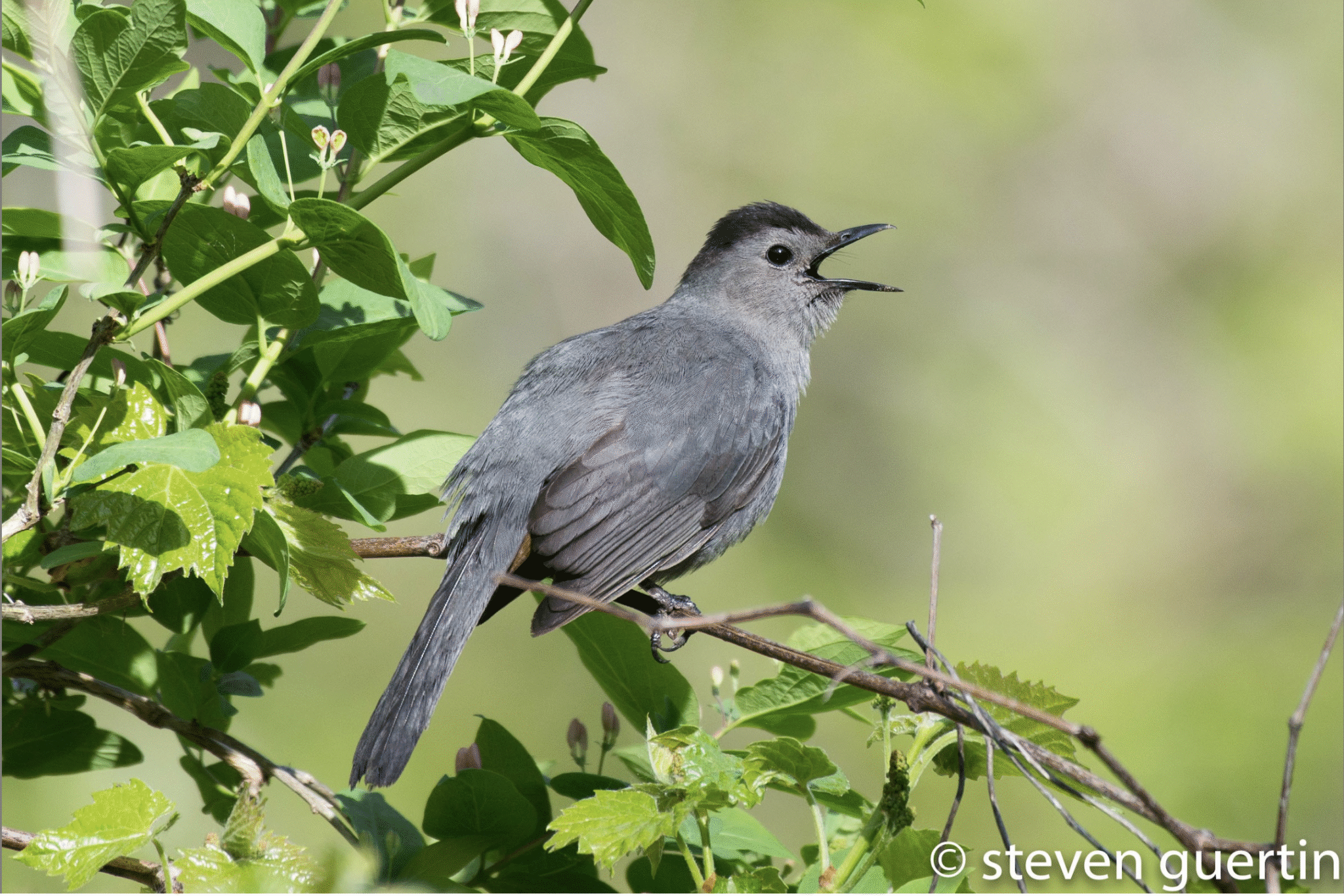 If You Were a Bird, What Would Your Courtship Style Be? - Manomet ...