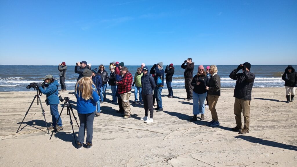 2nd Annual Tybee Spring Shorebird Festival - Manomet Conservation Sciences