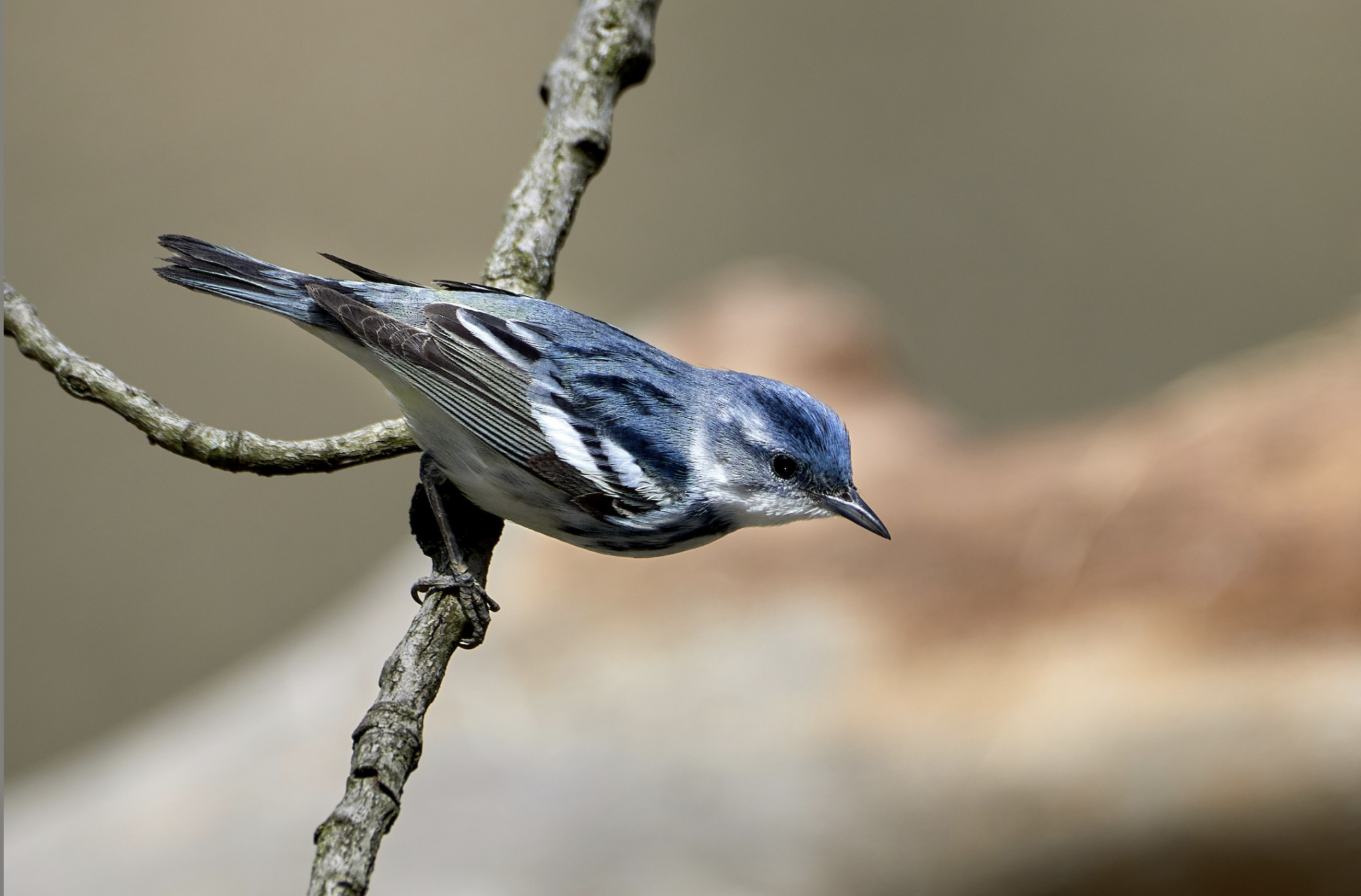 A New Atlas Maps the Invisible Journeys of Migratory Birds Across the ...